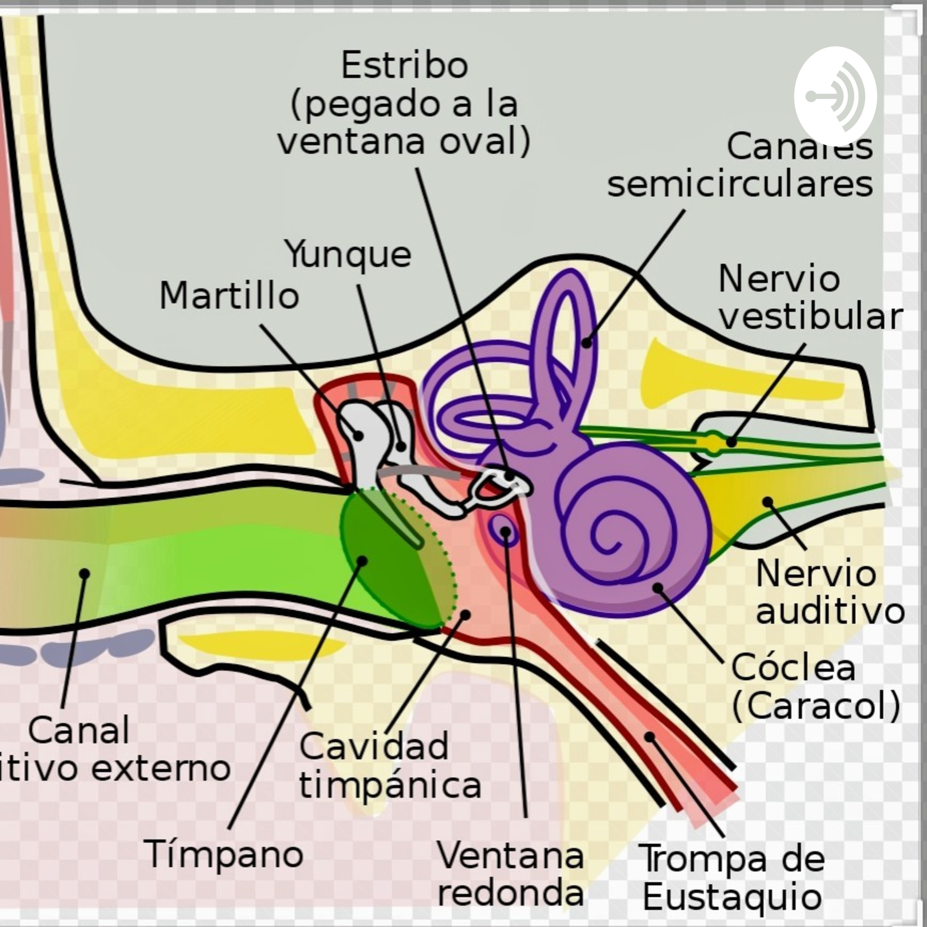 EL OÍDO – Anatomía Del Oído – Podcast – Podtail