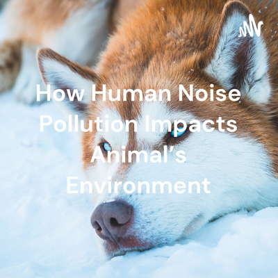 How Human Noise Pollution Impacts Animal's Environment • A podcast on ...