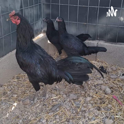 Que es un dervy? by El Gallo Y Yo Podcast