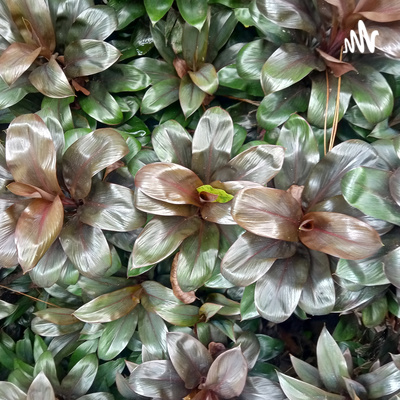 kajian bab"zakat" bersama KH Ahmad Basori Pringgondani. by Rereica ...