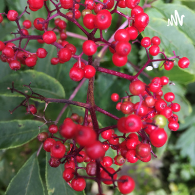 The Rant Podcast • A podcast on Spotify for Creators