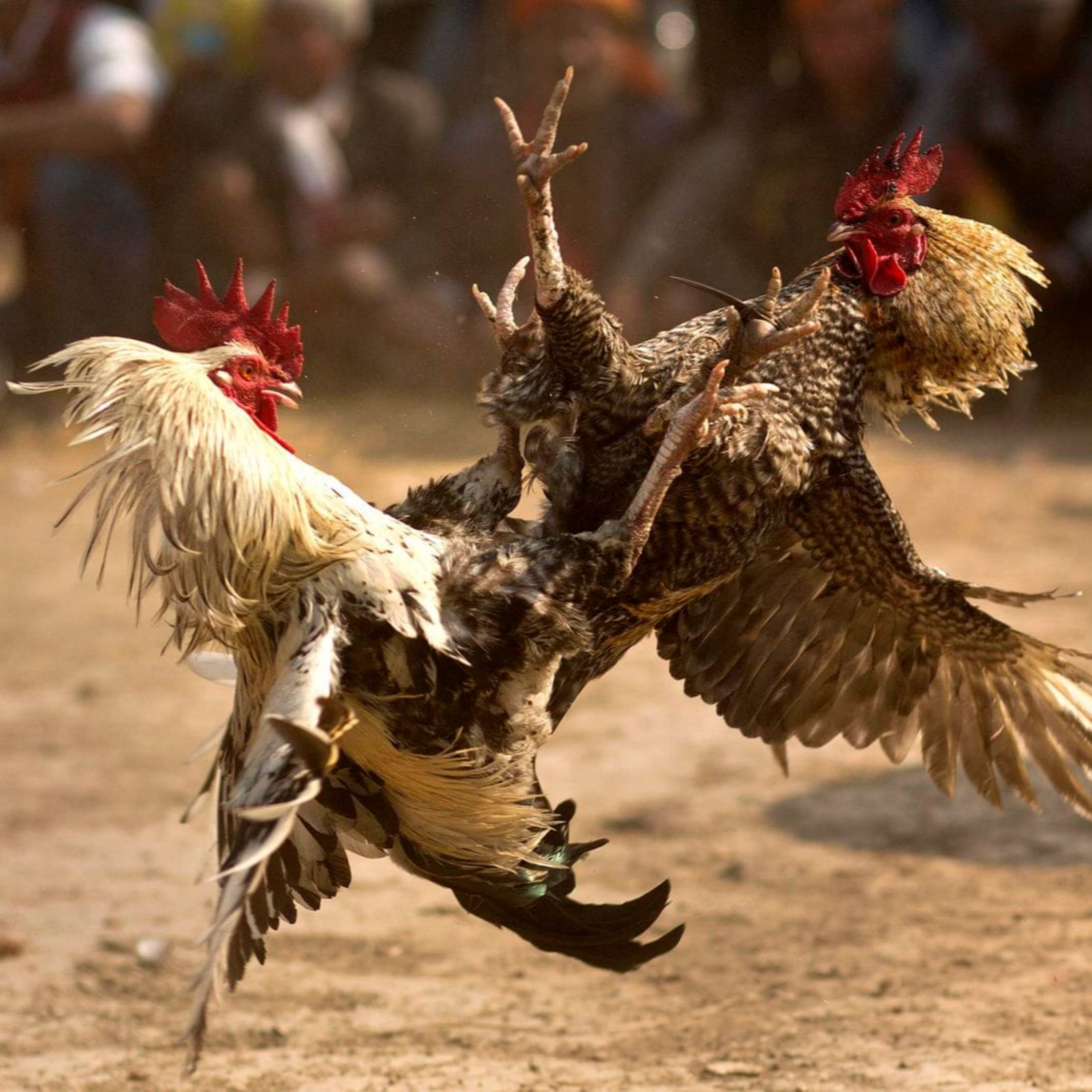 Machong Chismisan - S08E22 -Lock and lock Ng Putukan – Machong ...