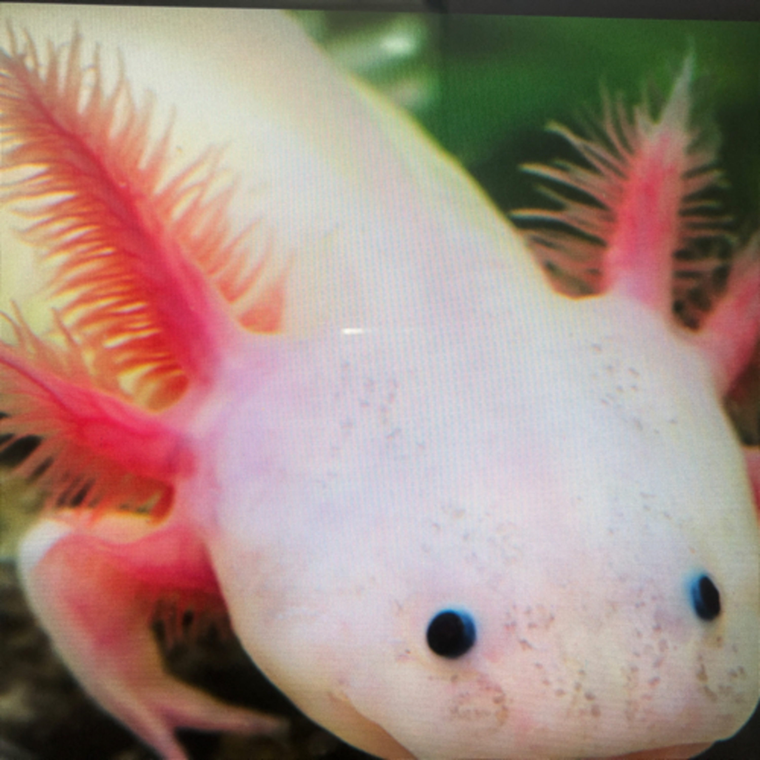 Ajolote Mexicano – Ajolote Mexicano – Podcast – Podtail