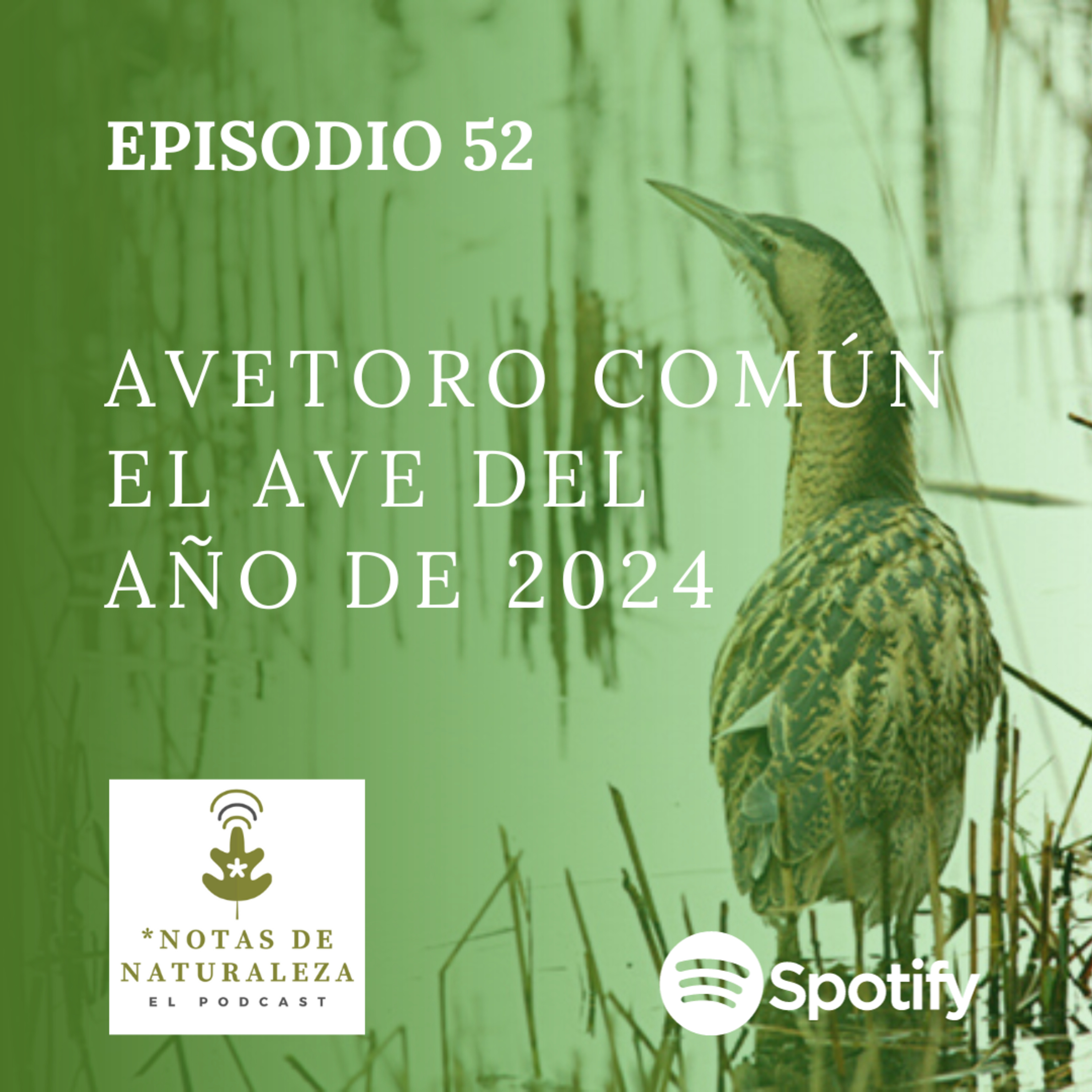 Avetoro Común, el ave del año 2024 #52 – Notas de Naturaleza – Podcast ...