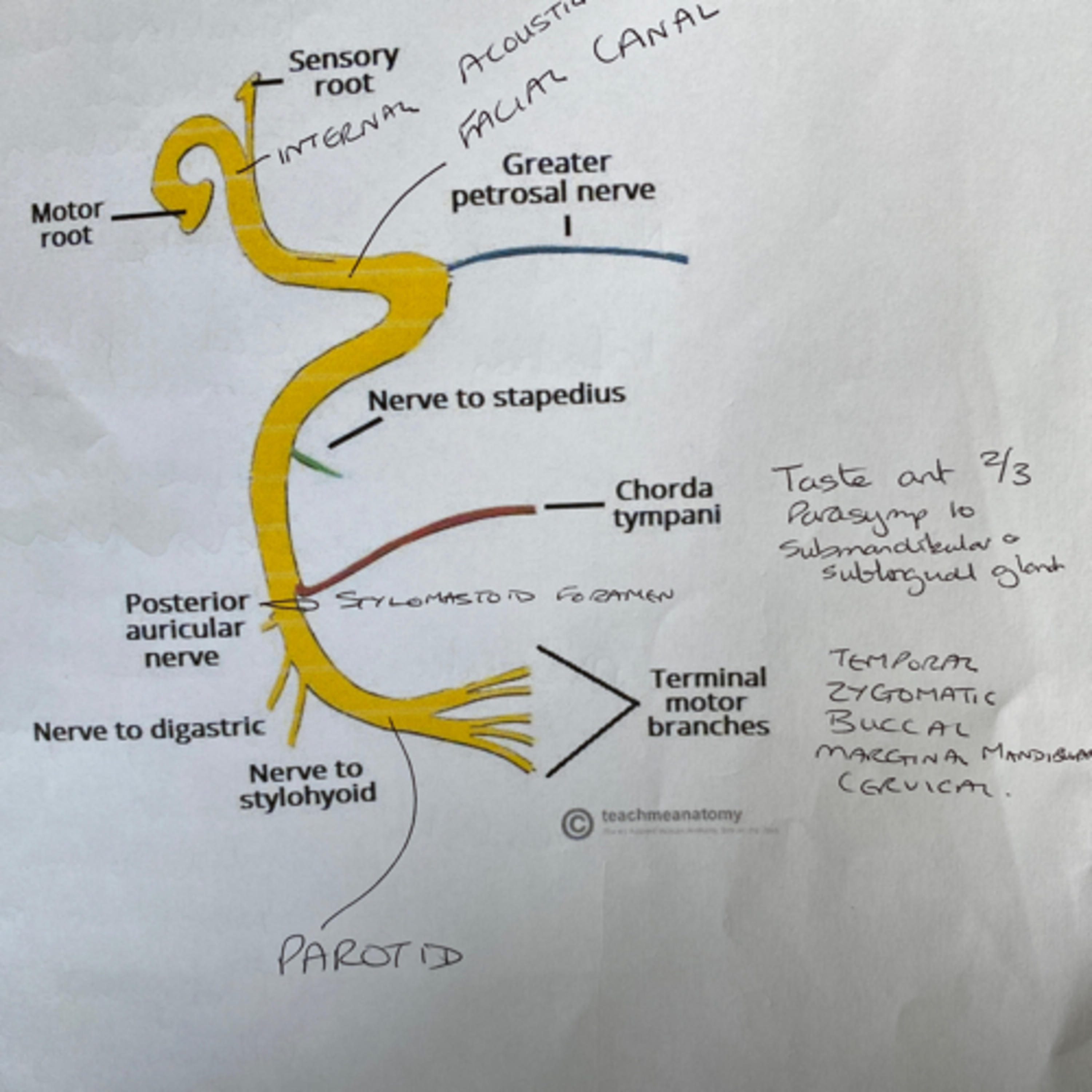 Facial Nerve - Basic anatomy. – Anatomy Facial Nerve FRCA – Podcast ...