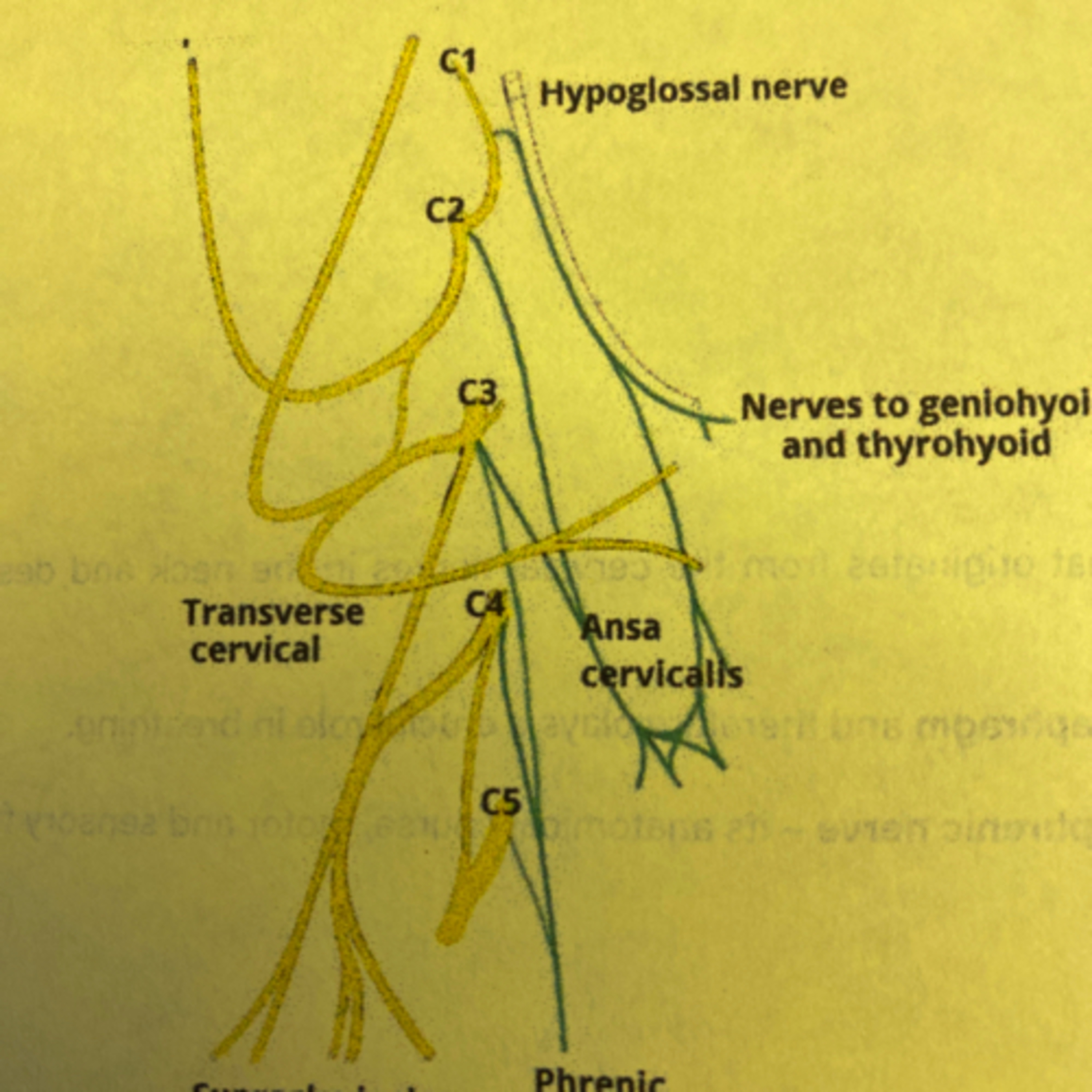 Basic anatomy FRCA - Phrenic nerve – Anatomy Facial Nerve FRCA ...