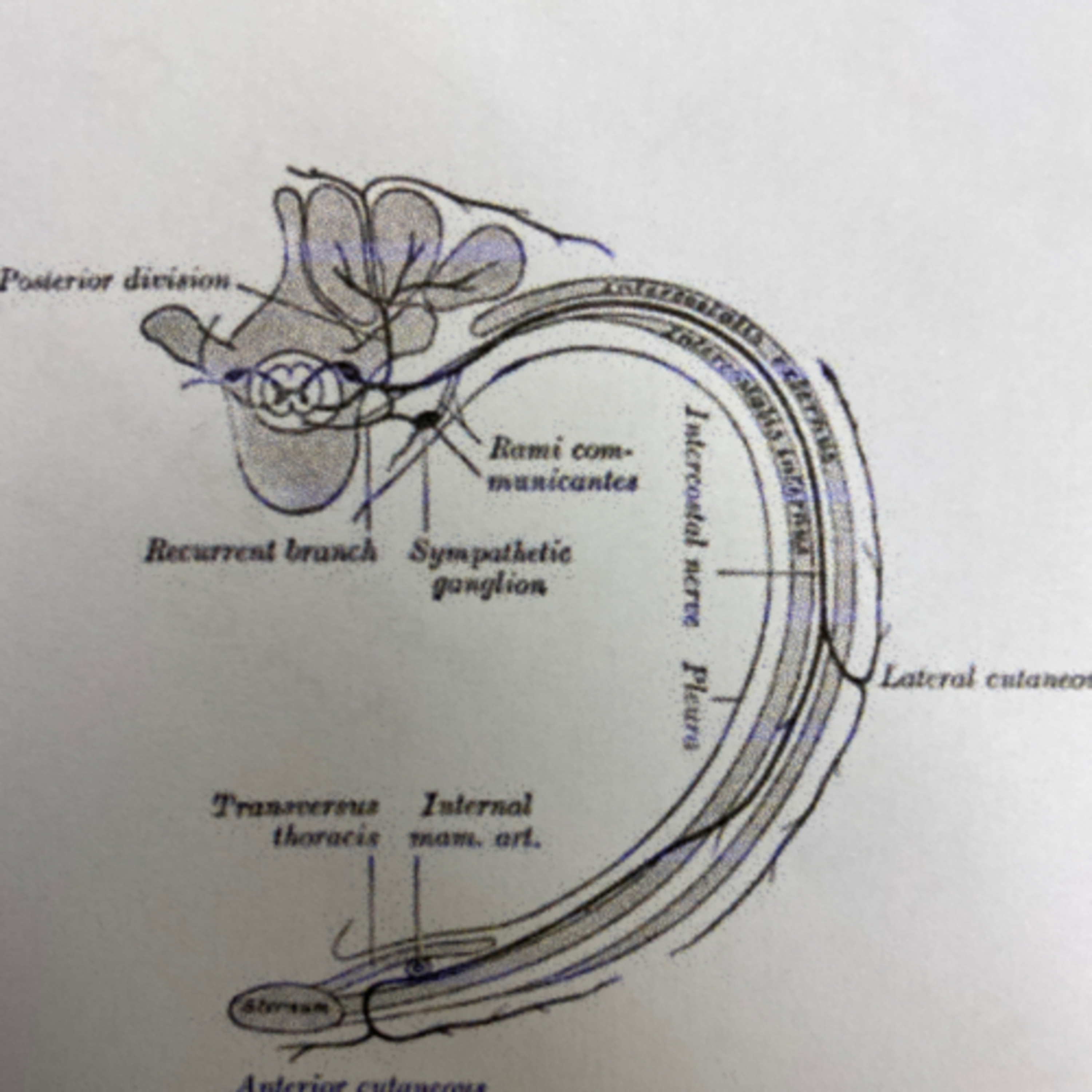 Basic anatomy of Intercostal nerve - FRCA – Anatomy Facial Nerve FRCA ...