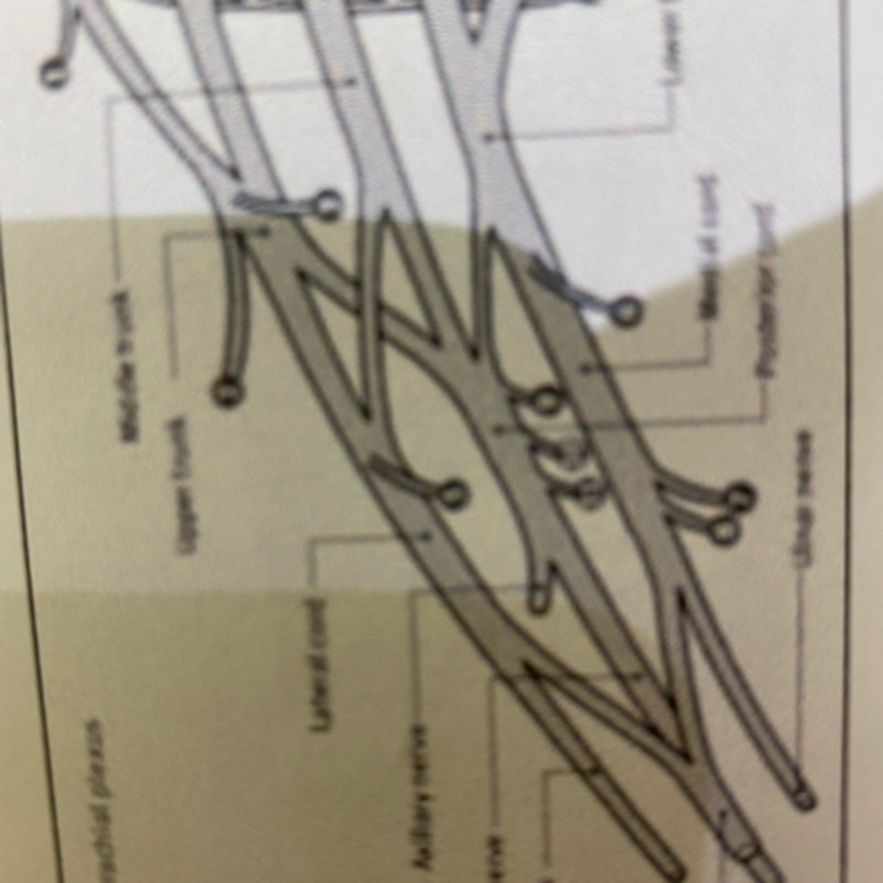 Basic anatomy of musculocutaneous nerve FRCA – Anatomy Facial Nerve ...