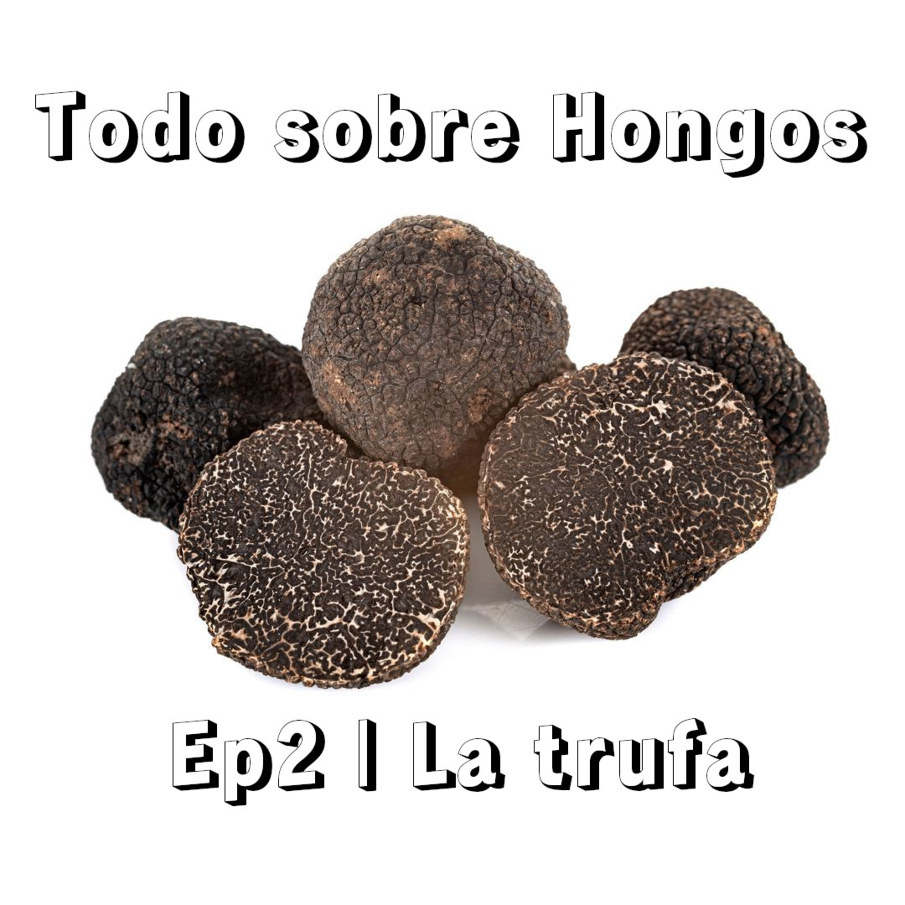 Todo sobre Hongos | Ep2 | La trufa by Todo Sobre Hongos | Ep1 | El ...