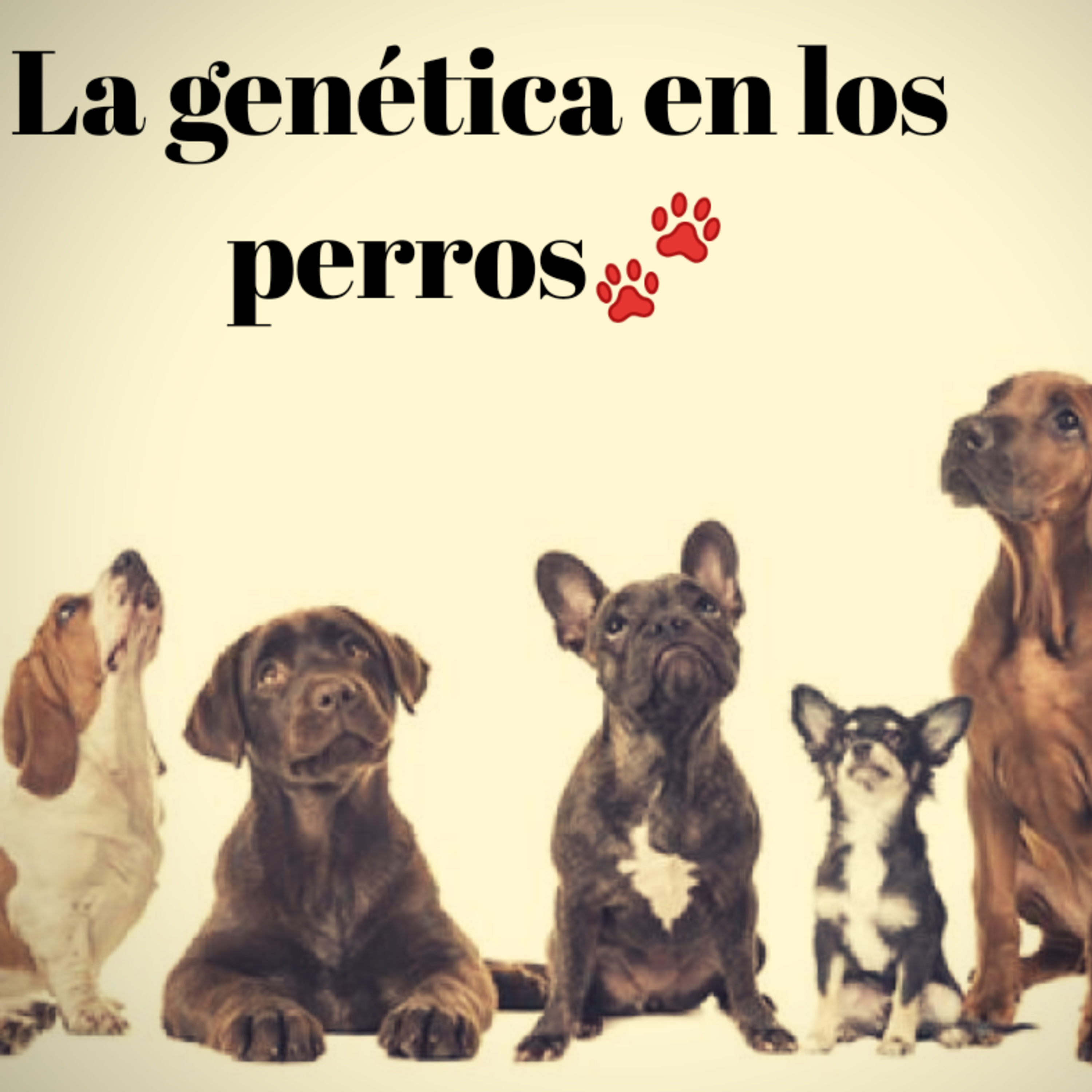 La importancia de la genetica en perros - Etapa de imprintig en perros ...