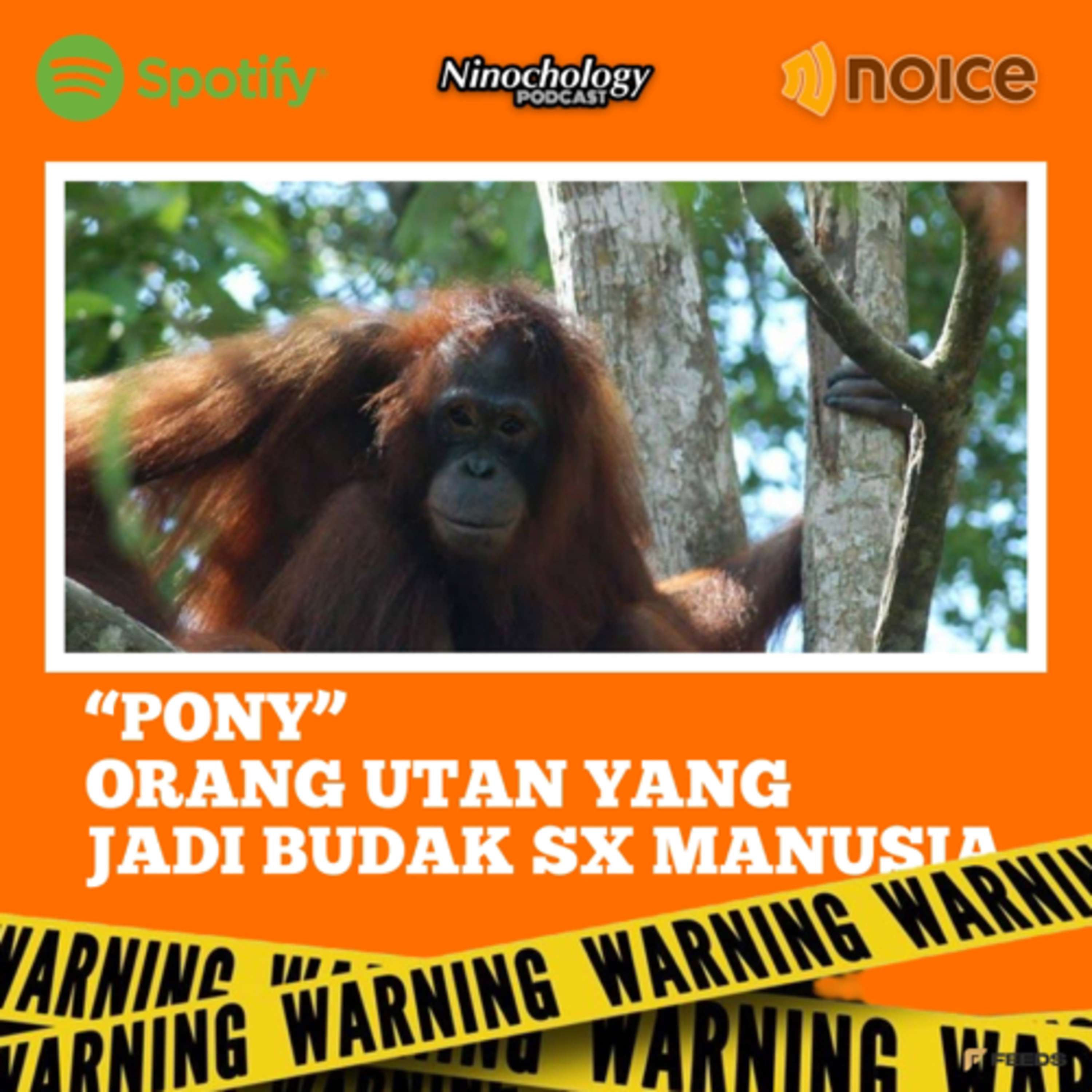 NINOCHOLOGY podcast : PONY - ORANG UTAN DIJADIKAN PELACUR OLEH MANUSIA ...