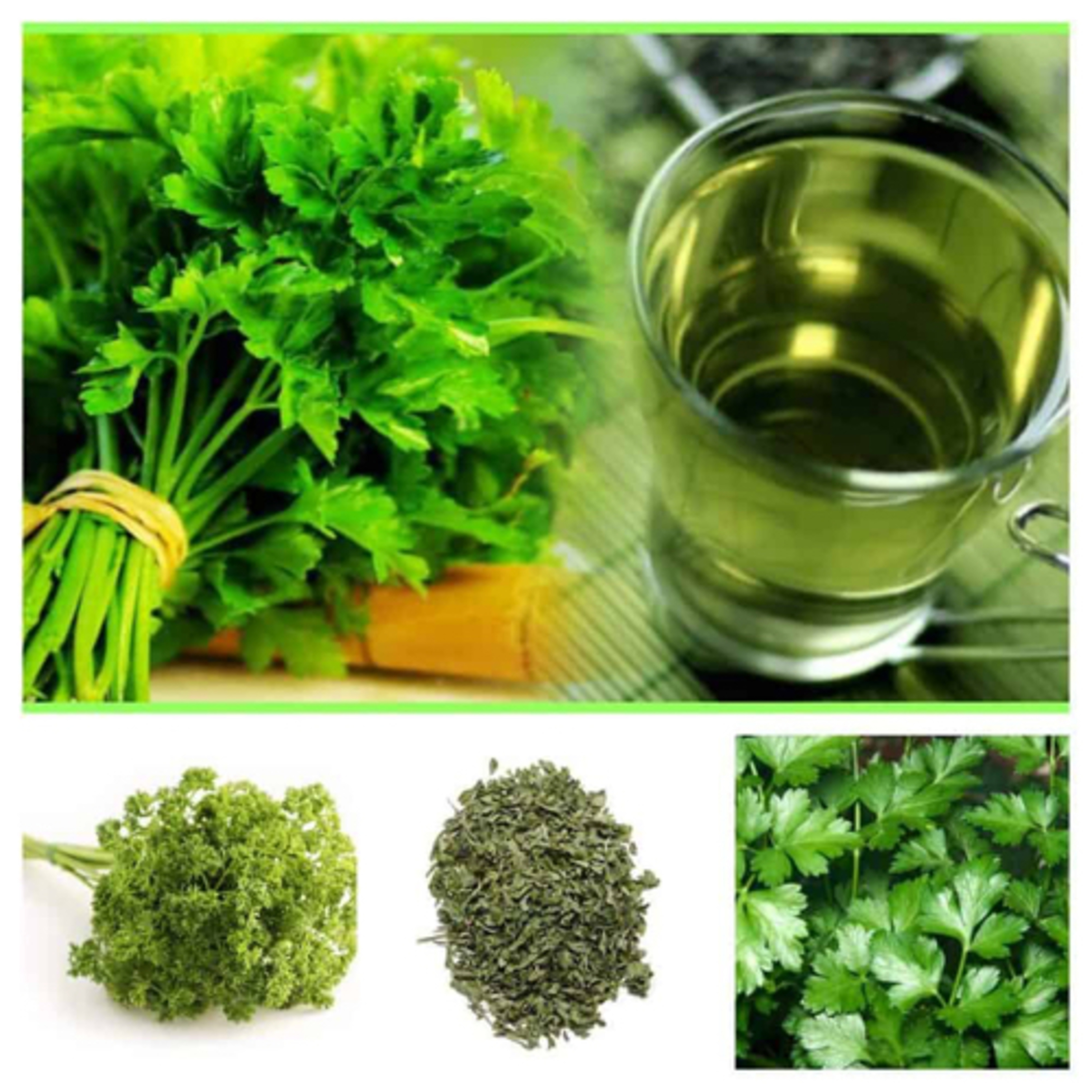 El perejil planta medicinal y sus propiedades. – Quieres viajar a Playa ...