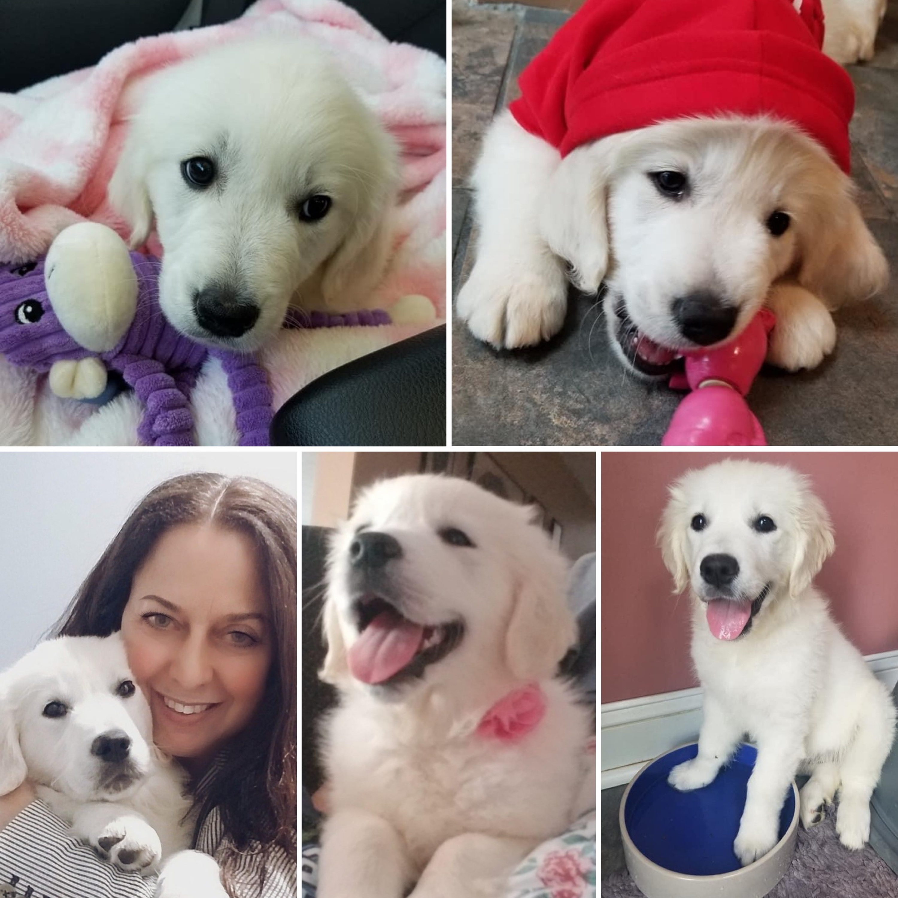 Puppies - Everything you need to know – Paws-n-Listen – Podcast – Podtail