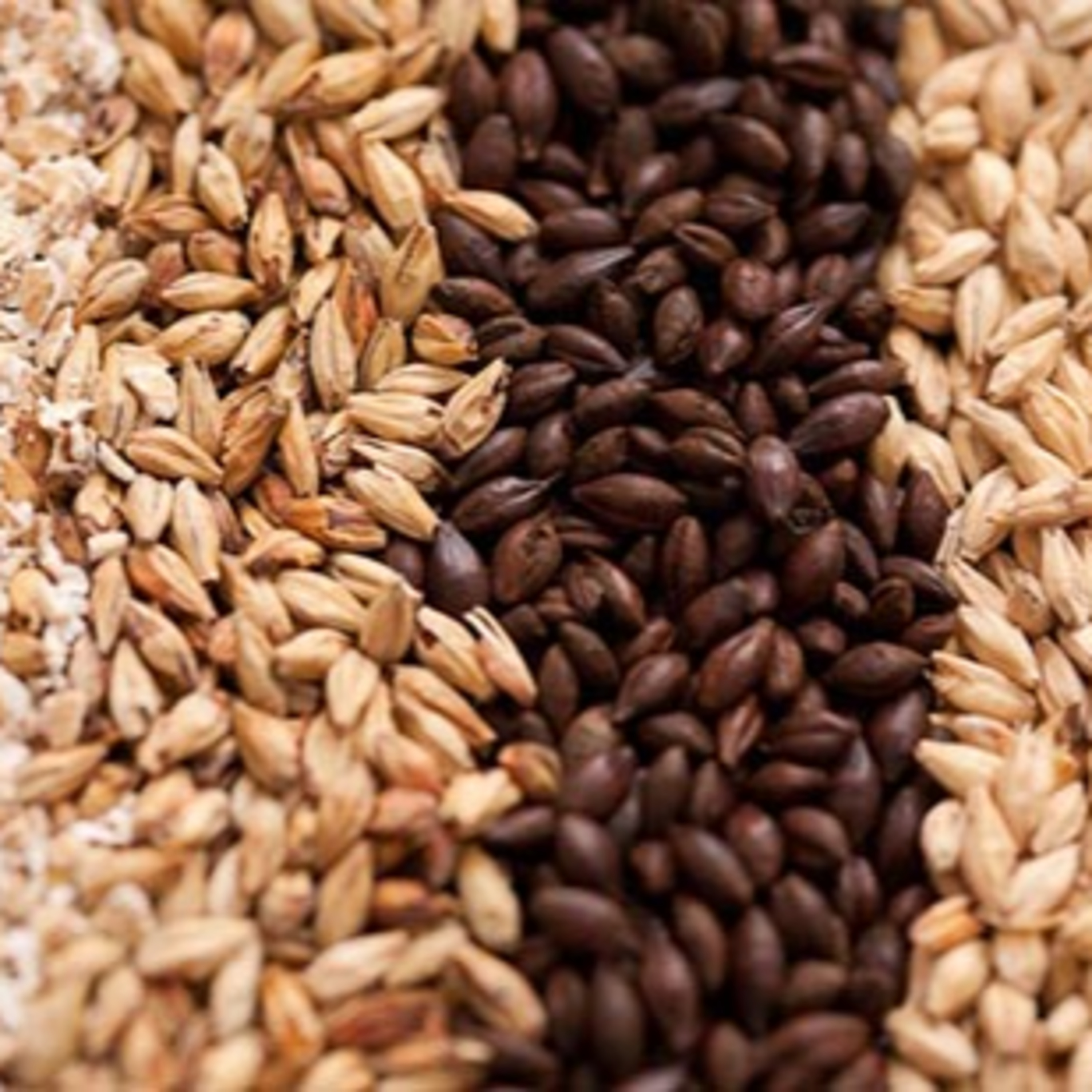 Examen Malta. Tema 2. Recepción, Limpieza y Germinación – Cultura ...