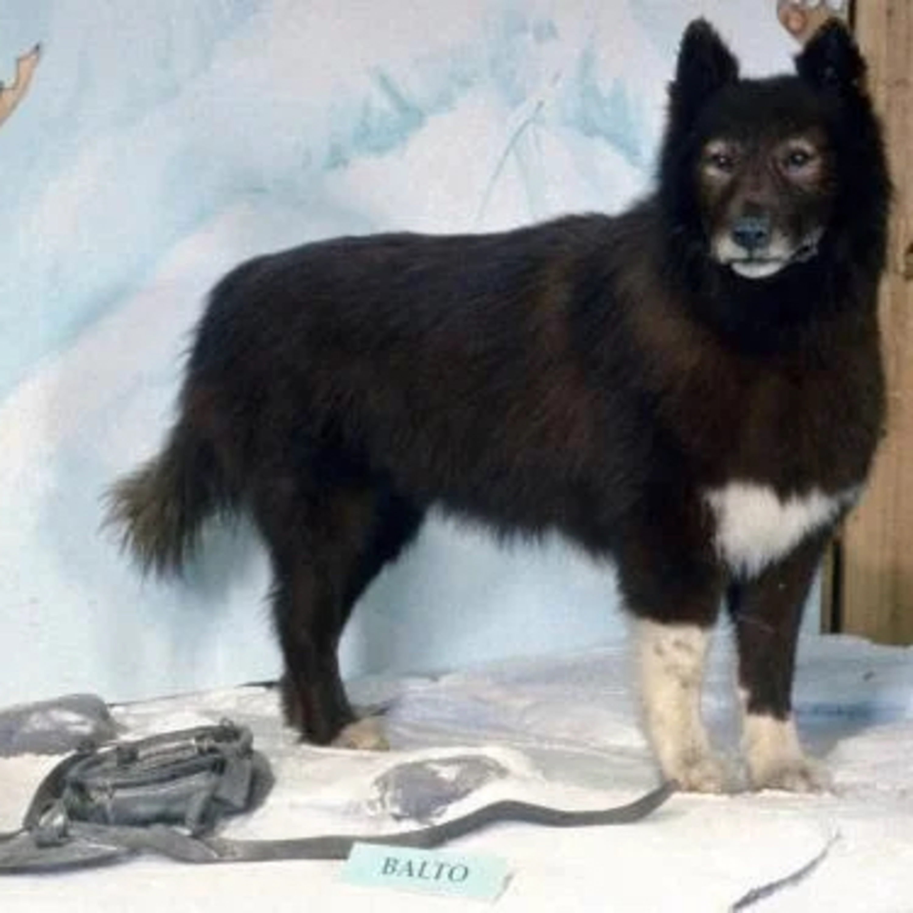 Balto el perro lobo que se convirtió en heroe – Viaja con Debbie ...