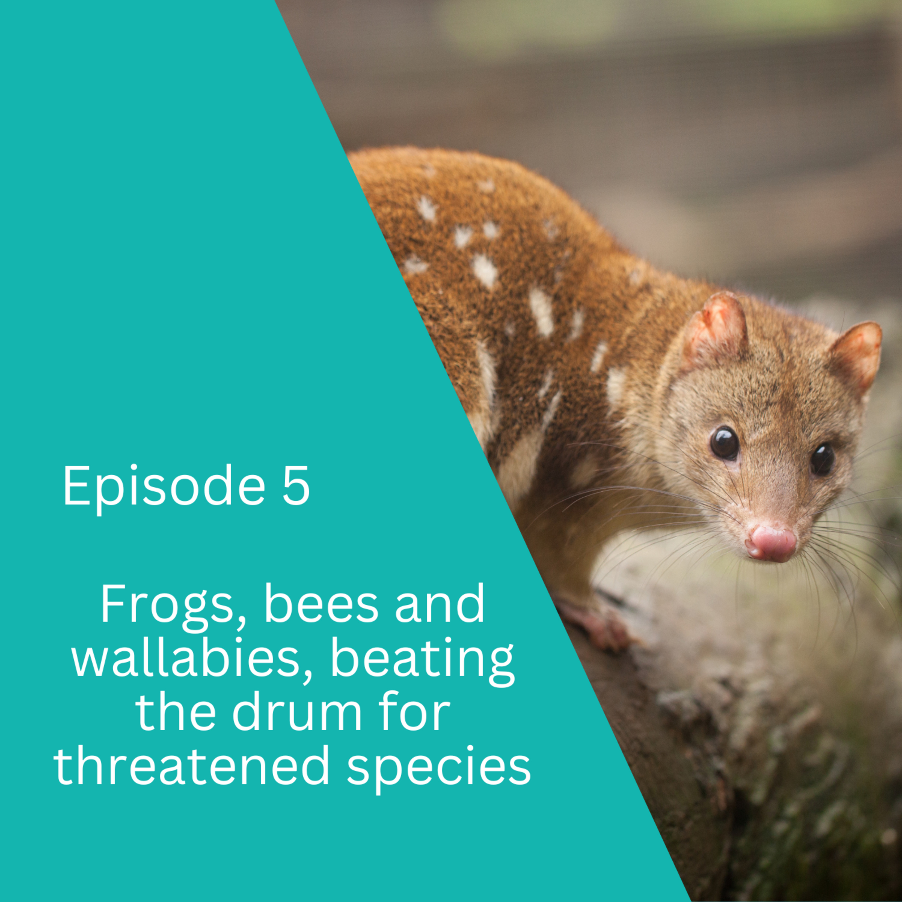 Ep 5: Frogs, bees and wallabies, beating the drum for threatened ...