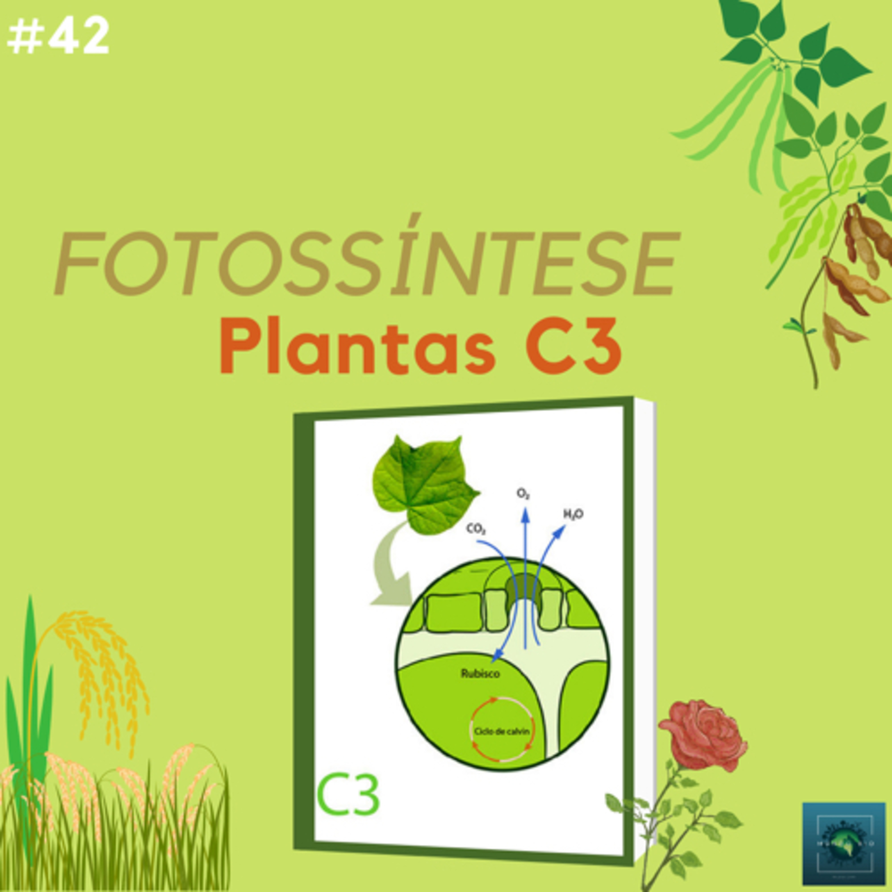 42 - Série FOTOSSÍNTESE: Plantas C3 🌾🌷🌳 – Mundo BIO 🌎 Podcast