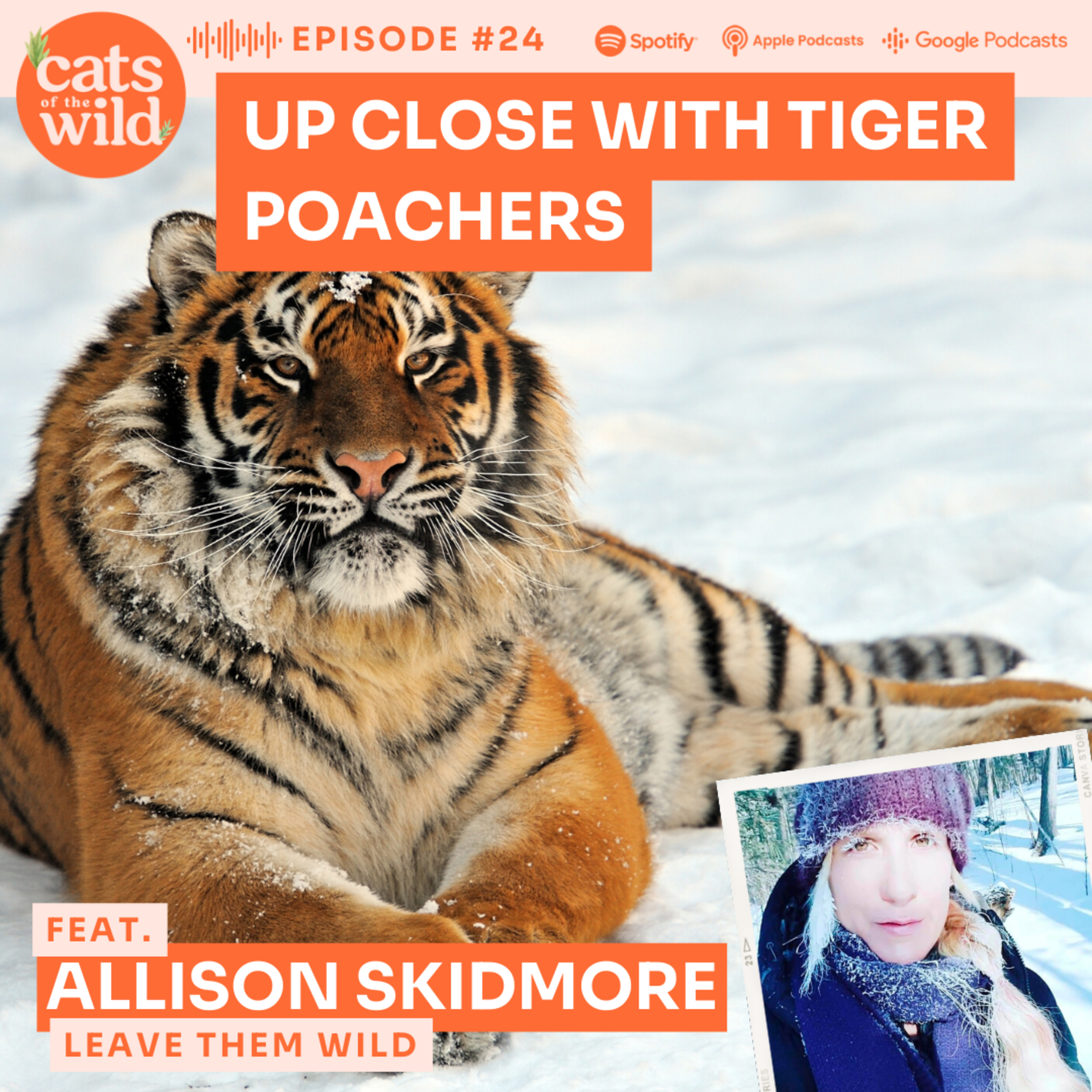 Up Close with Tiger Poachers: Allison Skidmore, Leave them Wild - Cats ...