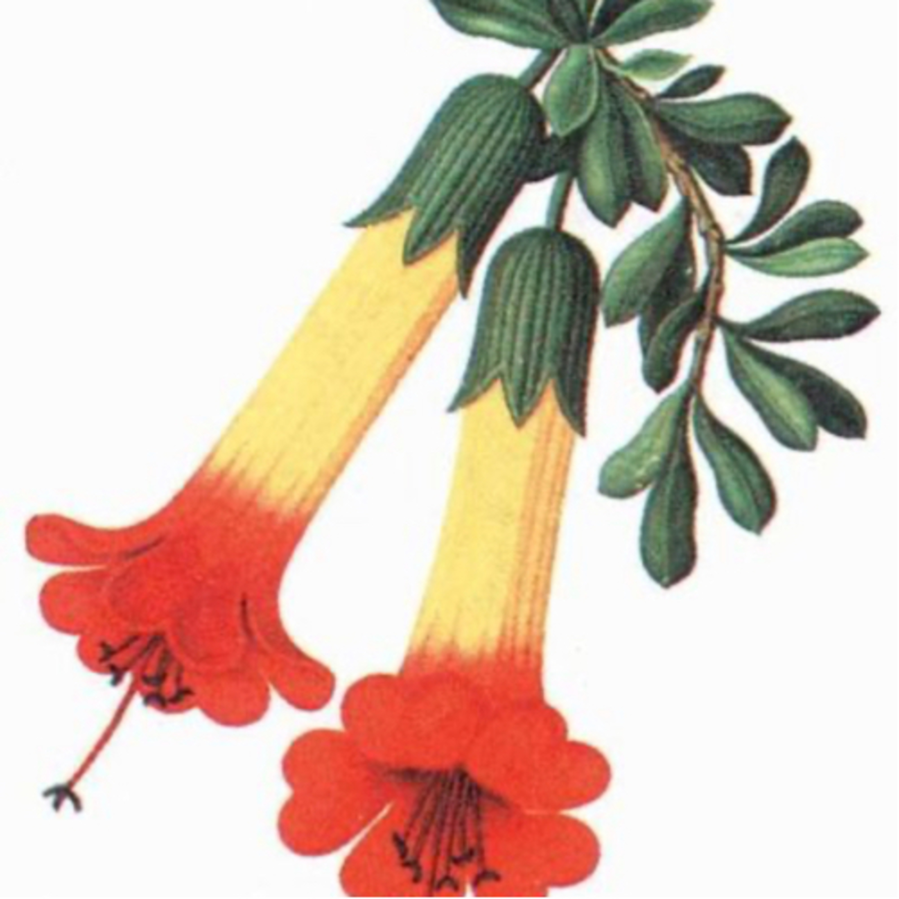 La leyenda de la flor de la cantuta, la flor sagrada de los incas - Los ...