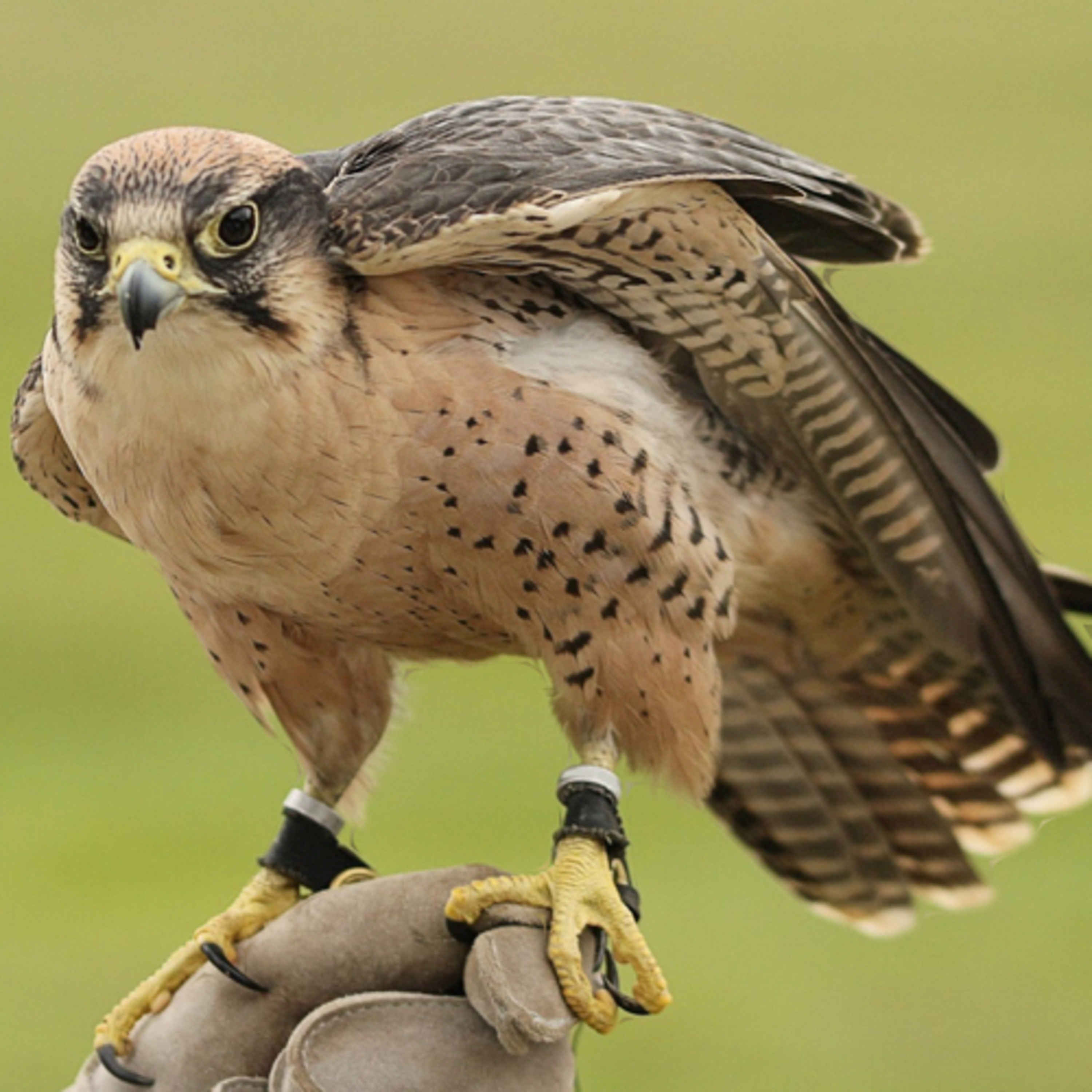 El rey y el halcón: cuento tradicional de origen mongol Los cuentos de ...