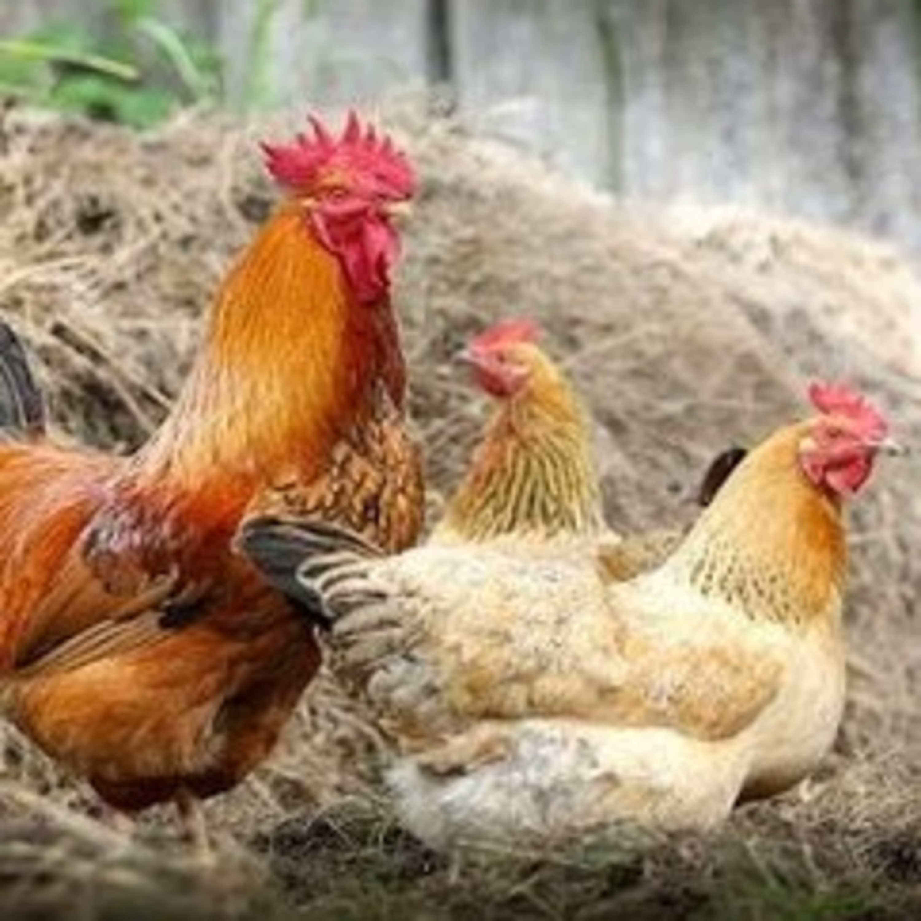 Producción de alimentos: criadero de animales – Producción de alimentos ...