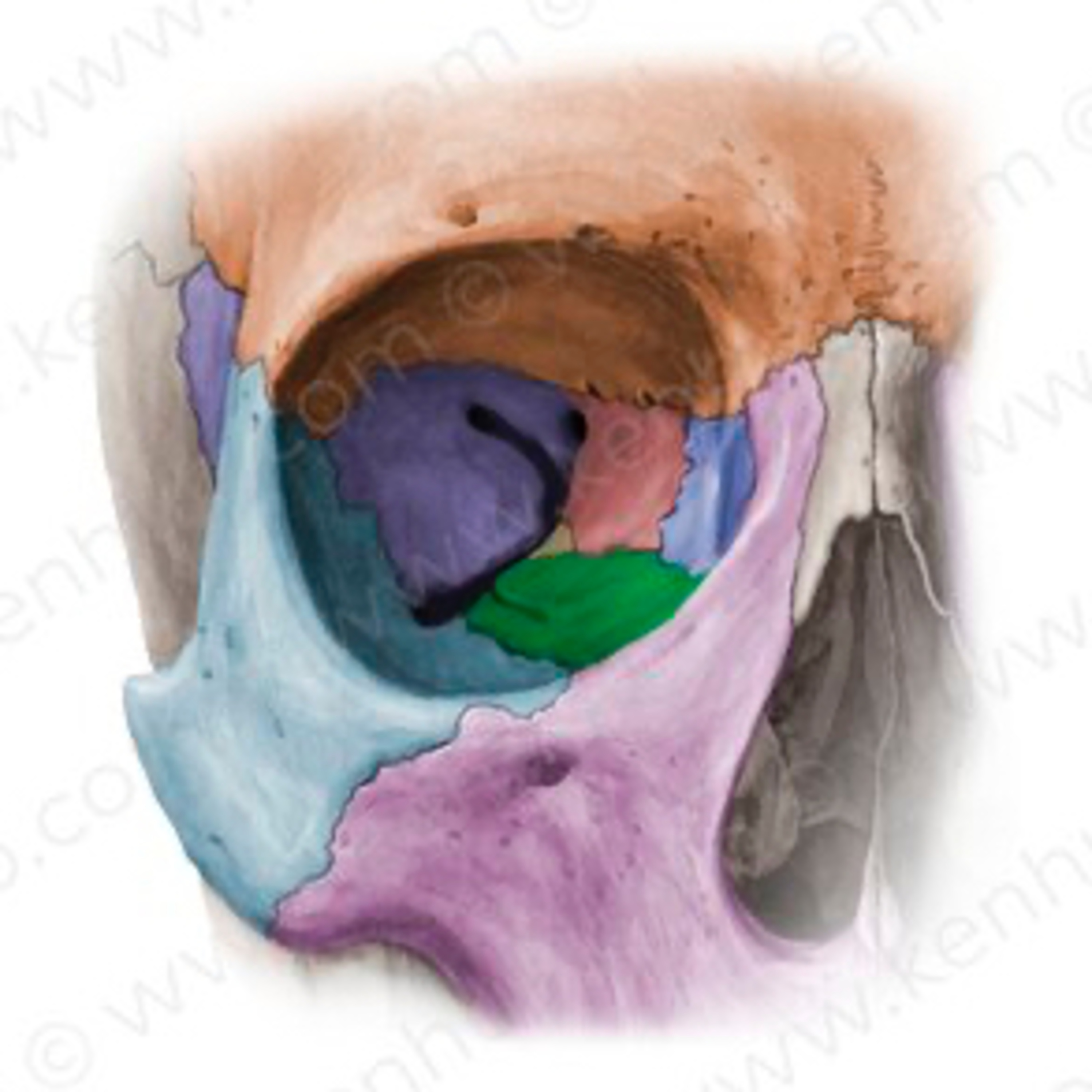 “Which Orbital Walls & Floors Are More Prone To Fracture, and Why ...