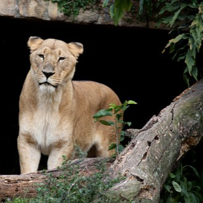 Poema infantil: El León Calvo by Viajeros y Soñadores con los libros