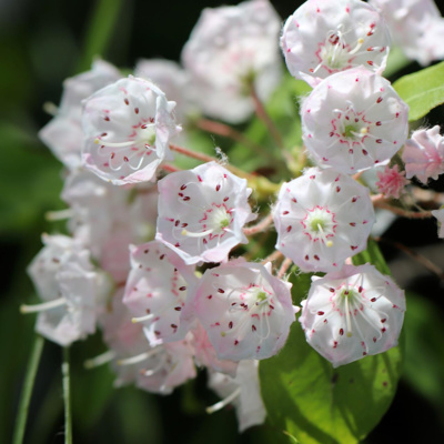 Maria Failla of Bloom and Grow Radio, the Mountain Laurel by The Garden ...