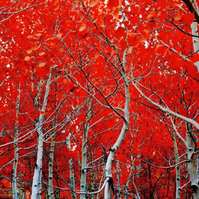 Exploring the SCP Foundation: SCP-3989 - The Bone Orchard by The ...