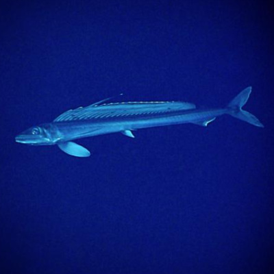 Facts: The Lancetfish by Deep Marine Scenes