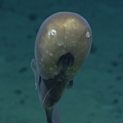Facts: The Faceless Cusk Eel by Deep Marine Scenes