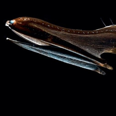 Facts: The Gulper Eel (Pelican Eel) by Deep Marine Scenes