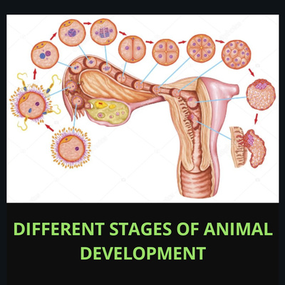 Embryology:Different stages of Animal Development by BioZenith Academy