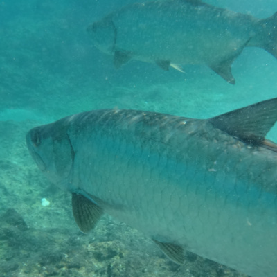 "Trials and Triumphs" With Dennis Eversen and Dennis Coad by His Story ...