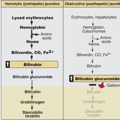 Bilirubin and Jaundice by Medical Biochemistry