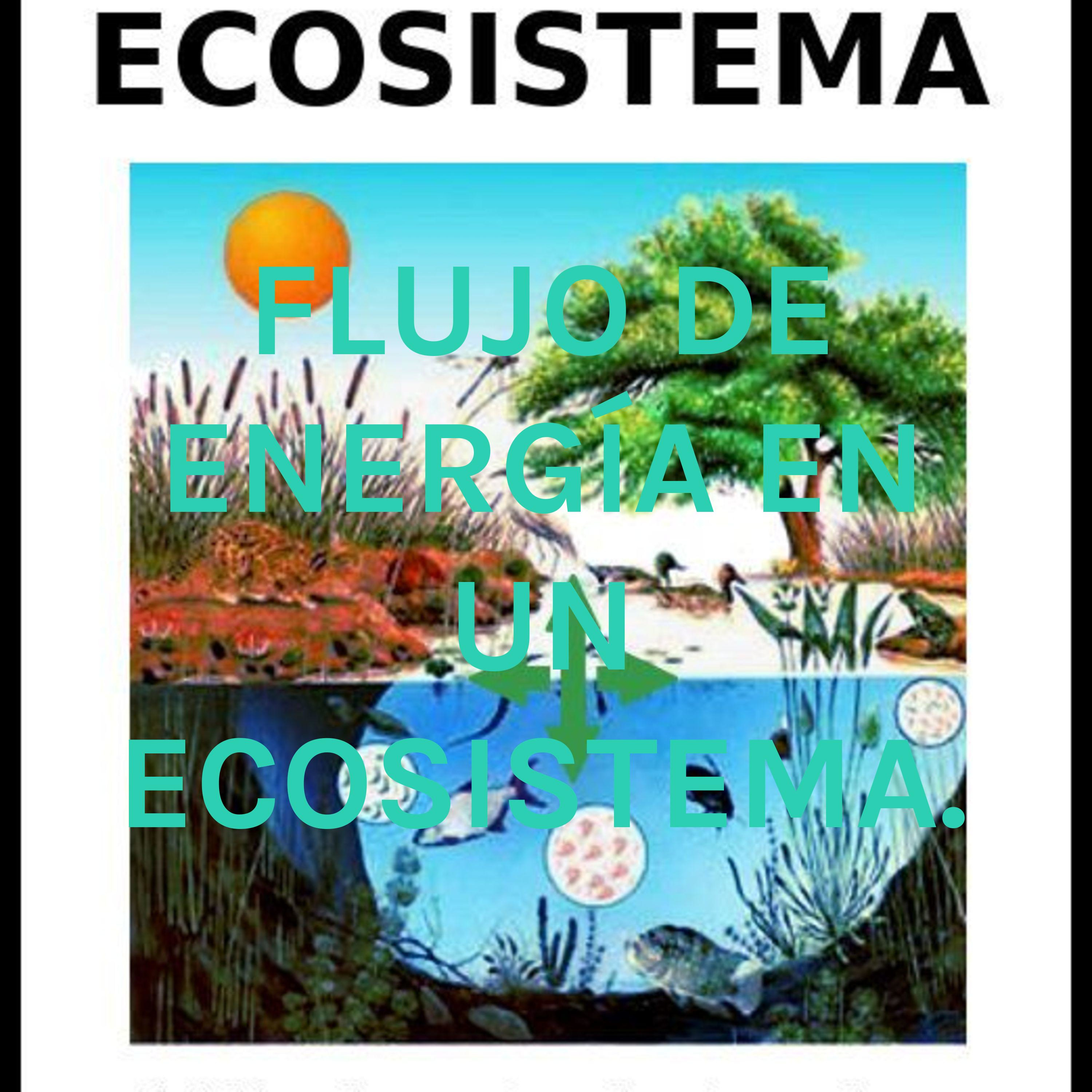 FLUJO DE ENERGÍA EN UN ECOSISTEMA. - Education Podcast | Podchaser