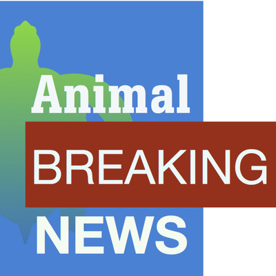 Animal Breaking News • A podcast on Spotify for Creators
