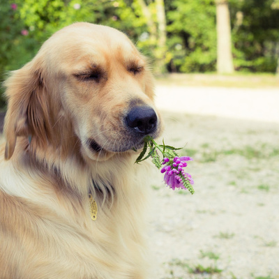 The Botanical Veterinary Care Podcast • A podcast on Spotify for Creators