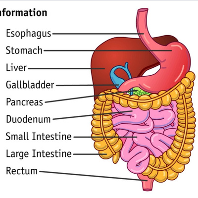The Digestive System-The Journey from Start to Finish by The Digestive ...