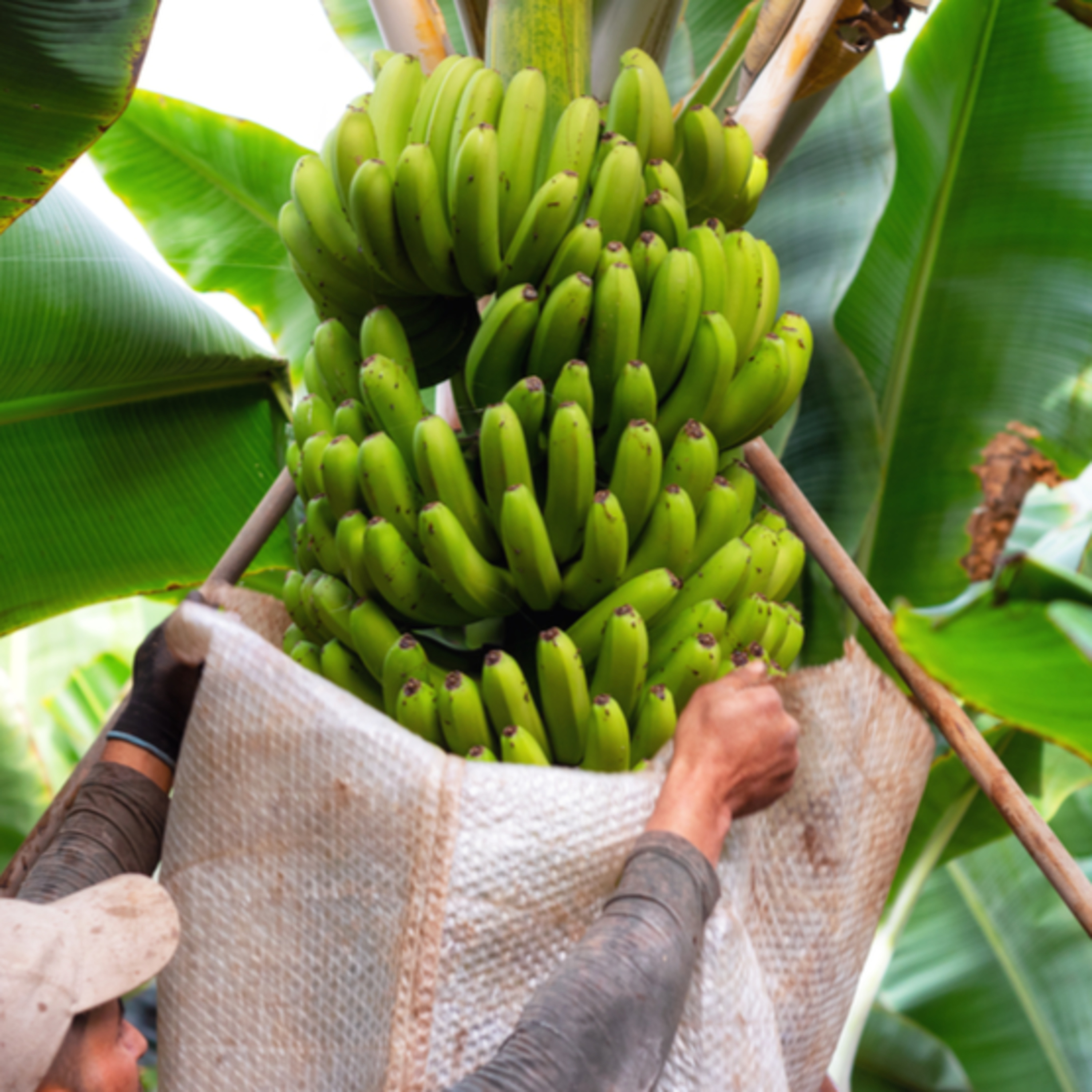 Manejo Agronómico de las Musáceas – Buenas Prácticas Agrícolas ...