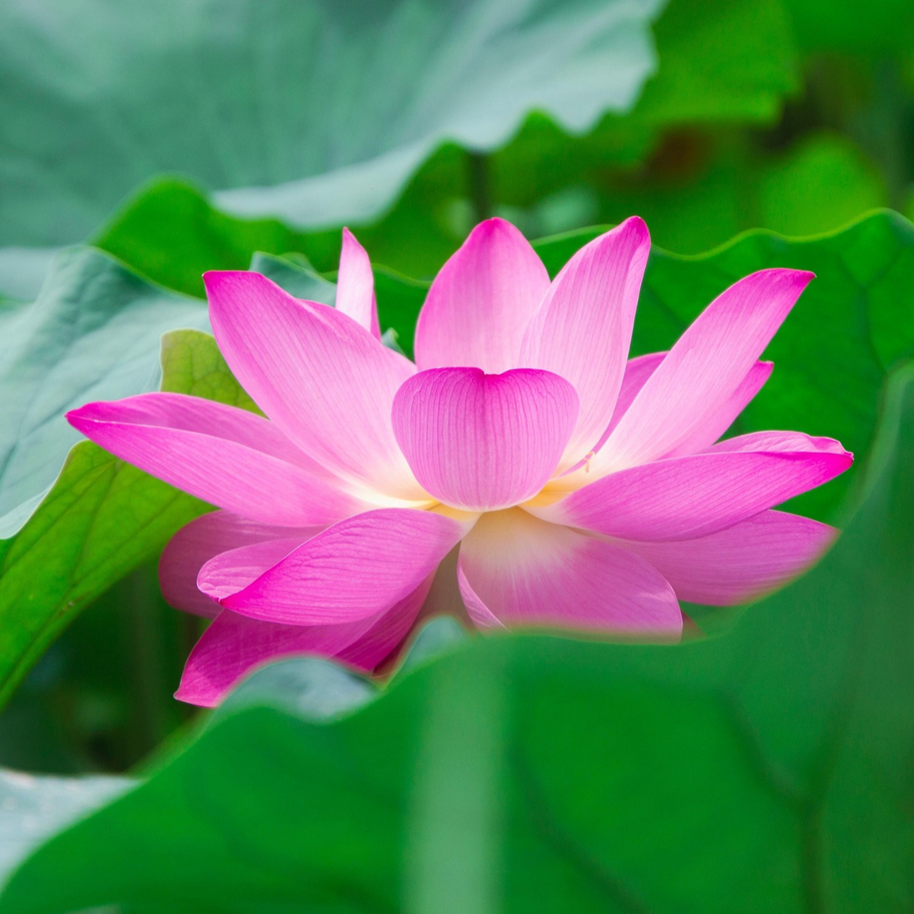 Meditación -visualización guiada para conectar con tu fuerza interior - Al hilo de la vida ...