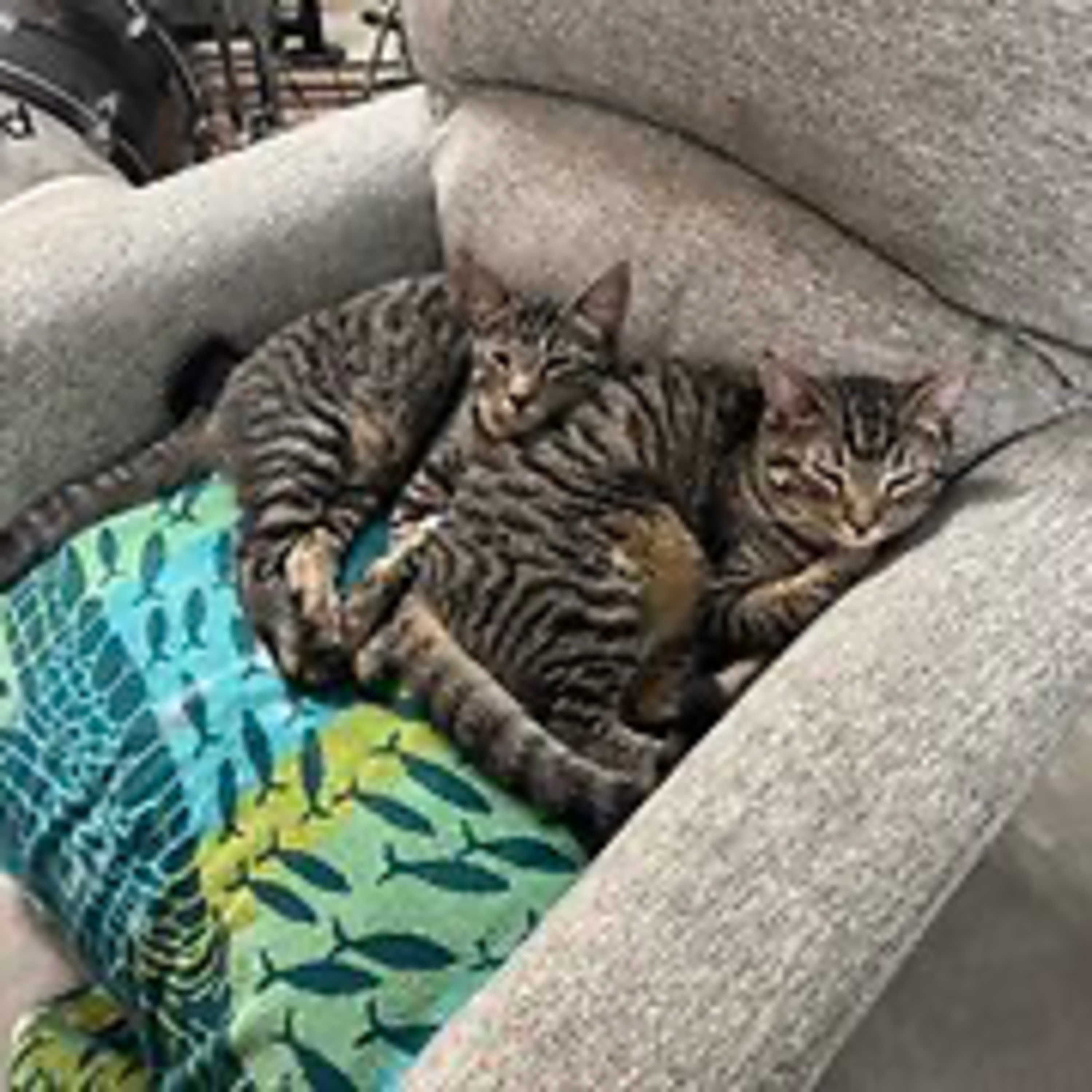 Episode 3082 - The Scott Adams School 01/28/26 by Real Coffee with ...