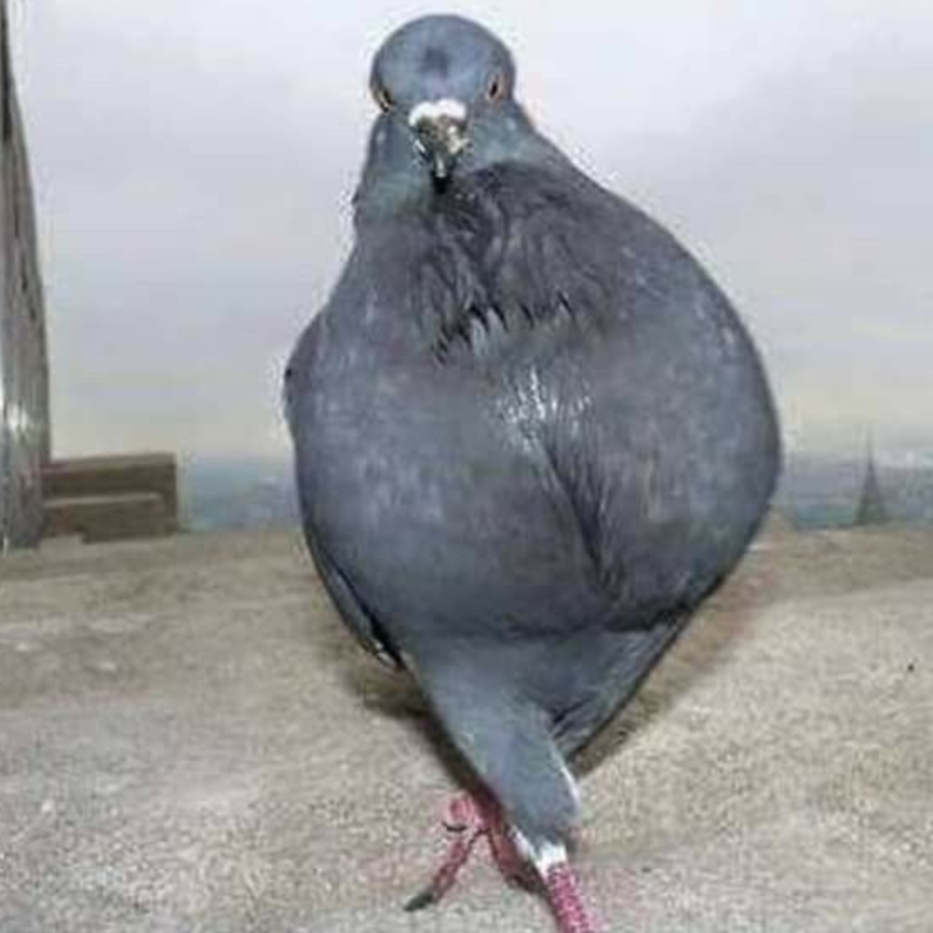 Historia lechosa de palomas – Puras Bizarradas – Podcast – Podtail