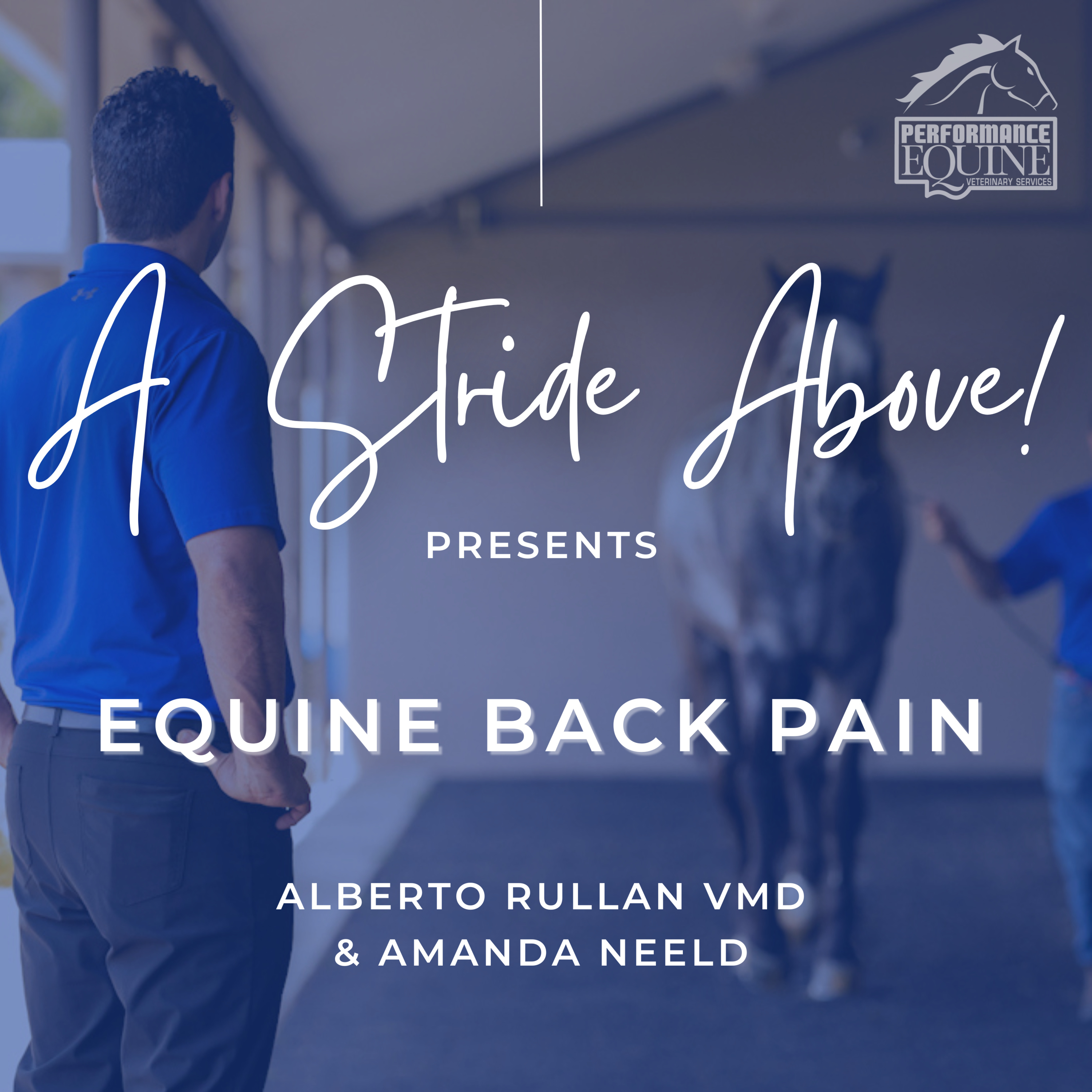 Equine Back Pain - Why does it happen, What else plays a factor? – A ...