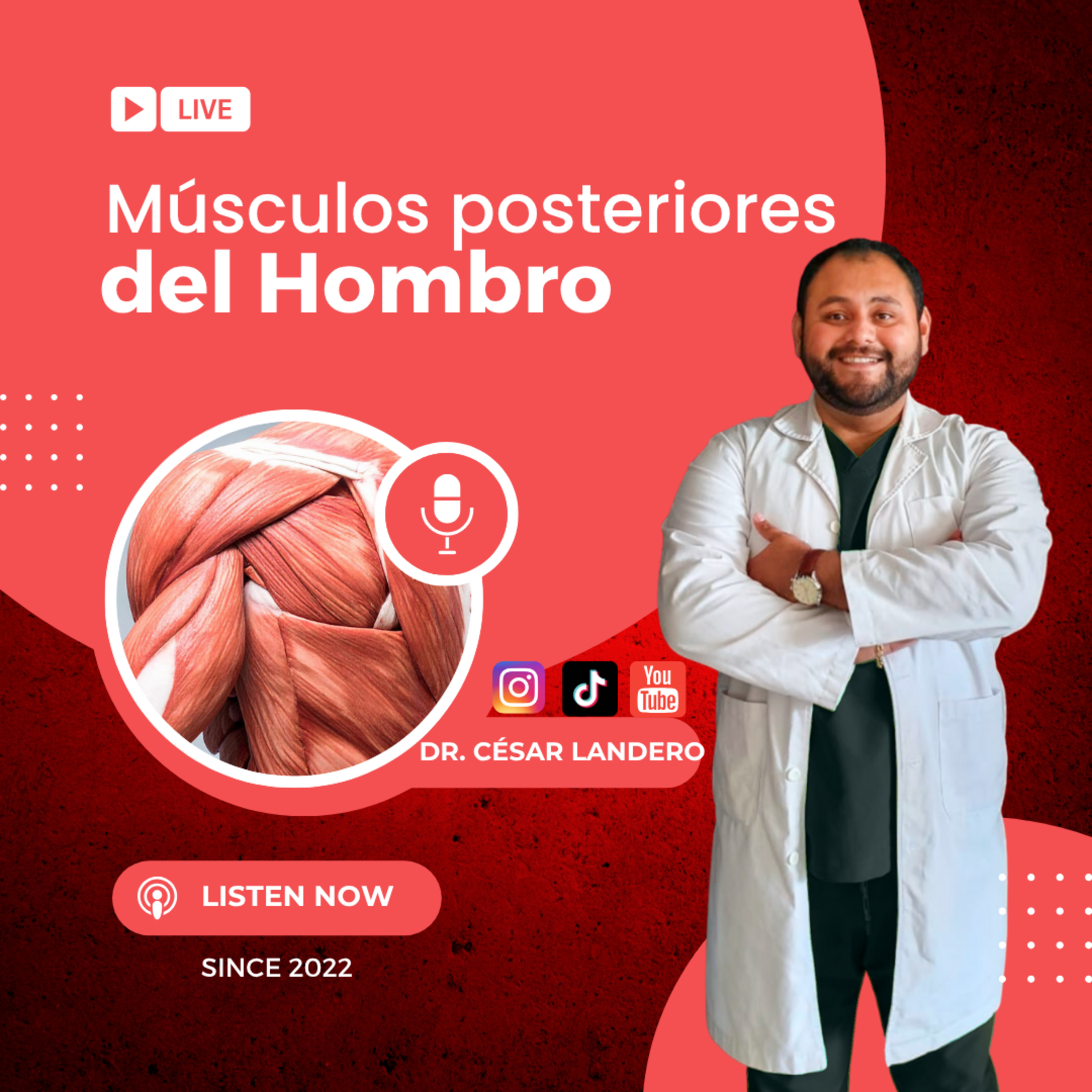 EP16T2 Músculos posteriores del hombro – Anatomía del Doc Landero