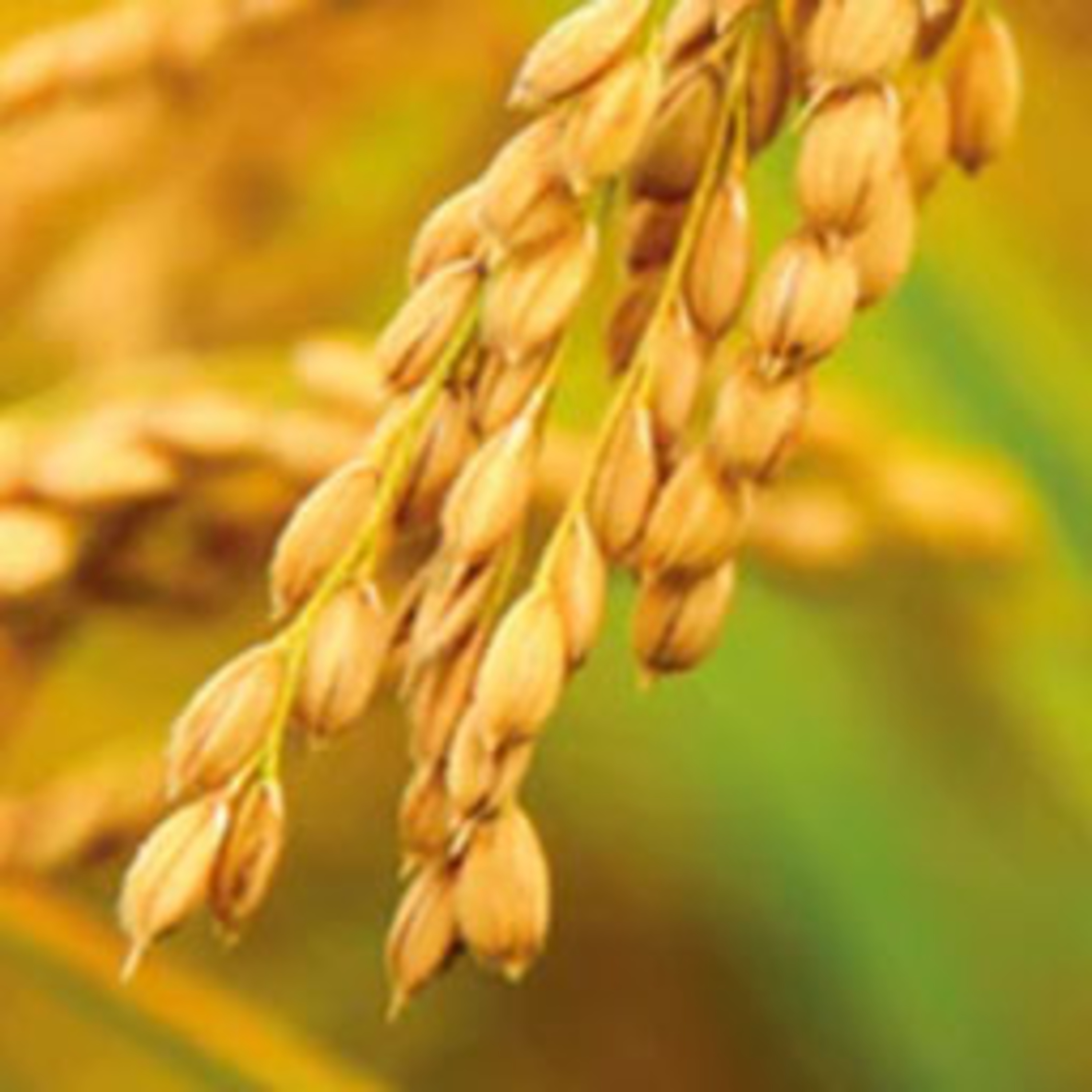 WSET Level 2 in Sake Chapter 2 - An Overview of Sake Production - WSET ...