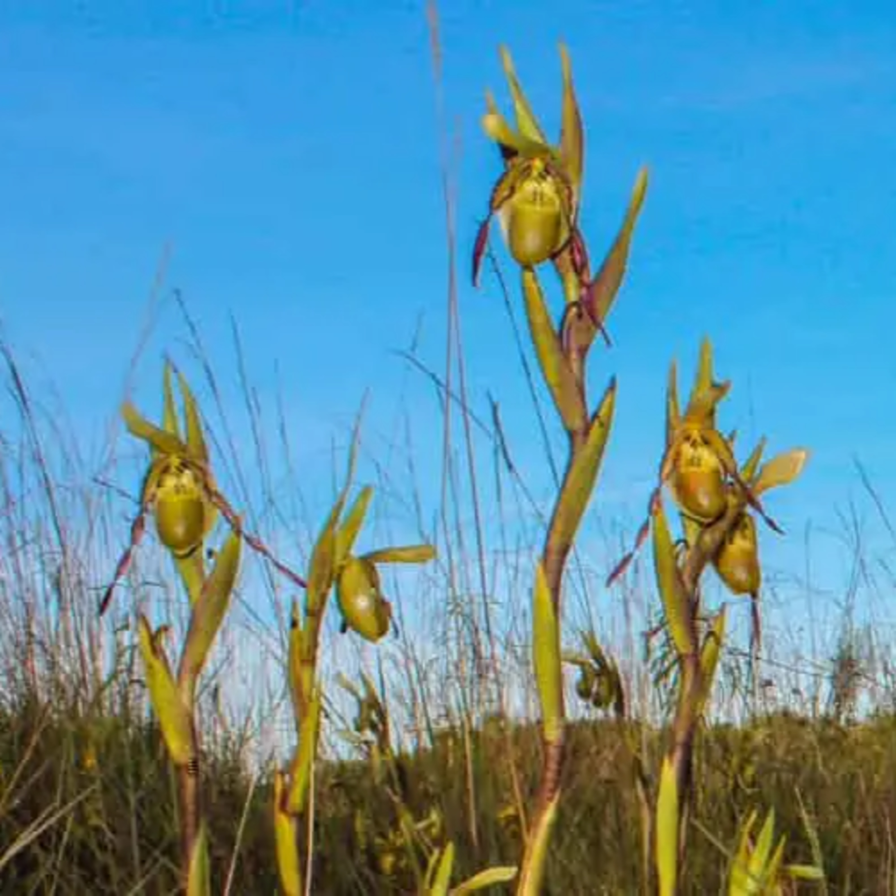 Orchid Mimics Aphids to Lure Pollinators in Intricate Trap Flower ...
