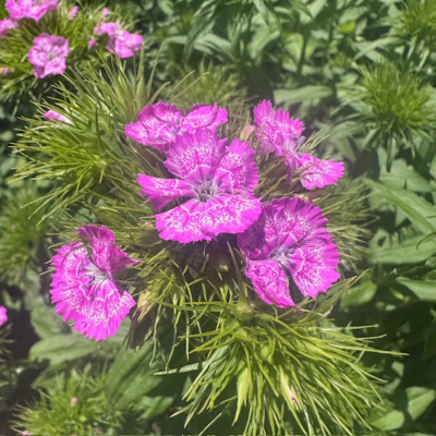 SHABBAT SHALOM 6-7-25 SAMPSON BE SET APART by Ahh hear this gran ma yes I am here 4 u