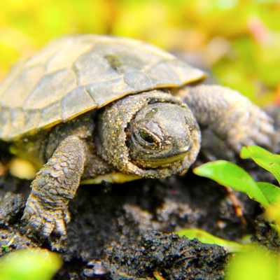 Beating the Heat: Part 1 | Season 3, Episode 4 by Words of the Woods