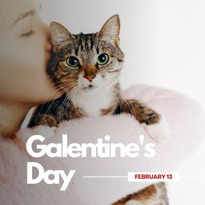 Joe Rogan Was WRONG About Cats & Relationships (with Dr. Rachel Geller ...